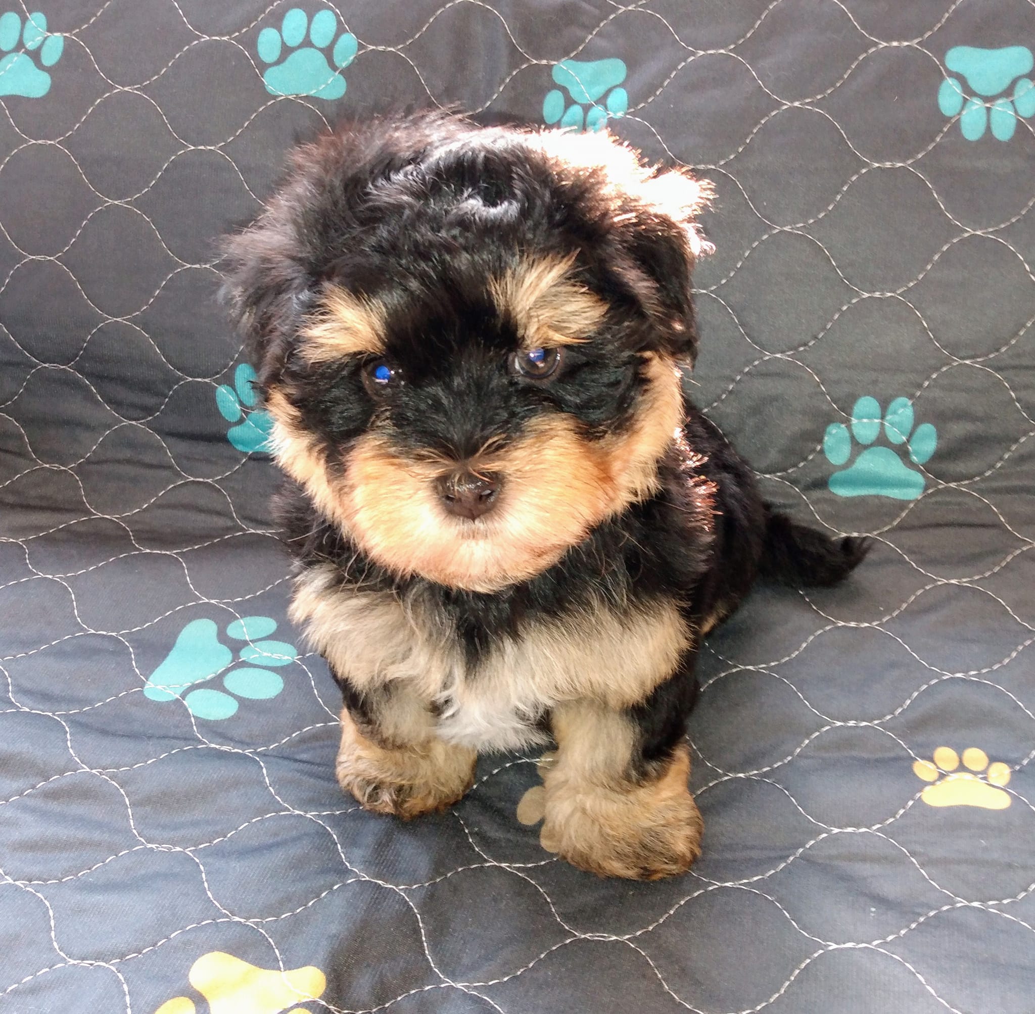 Sweet New Havanese Puppies Available! - Court Jester Havanese Puppies ...